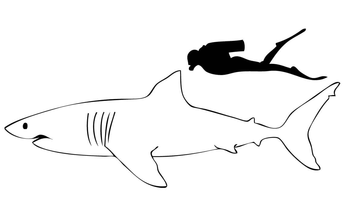 Grandi Disegni Da Colorare Squalo Bianco Per Bambini Squalo Bianco Grandi Disegni Da Colorare Squalo Bianco Per Bambini Squalo Bianco