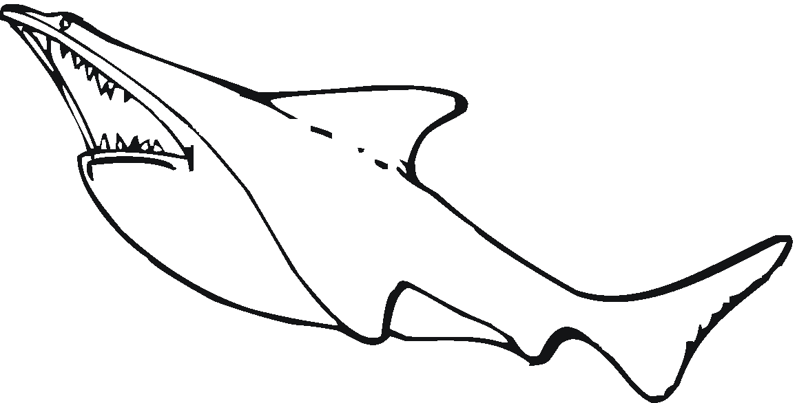 10 Disegni Squalo Bianco da Colorare