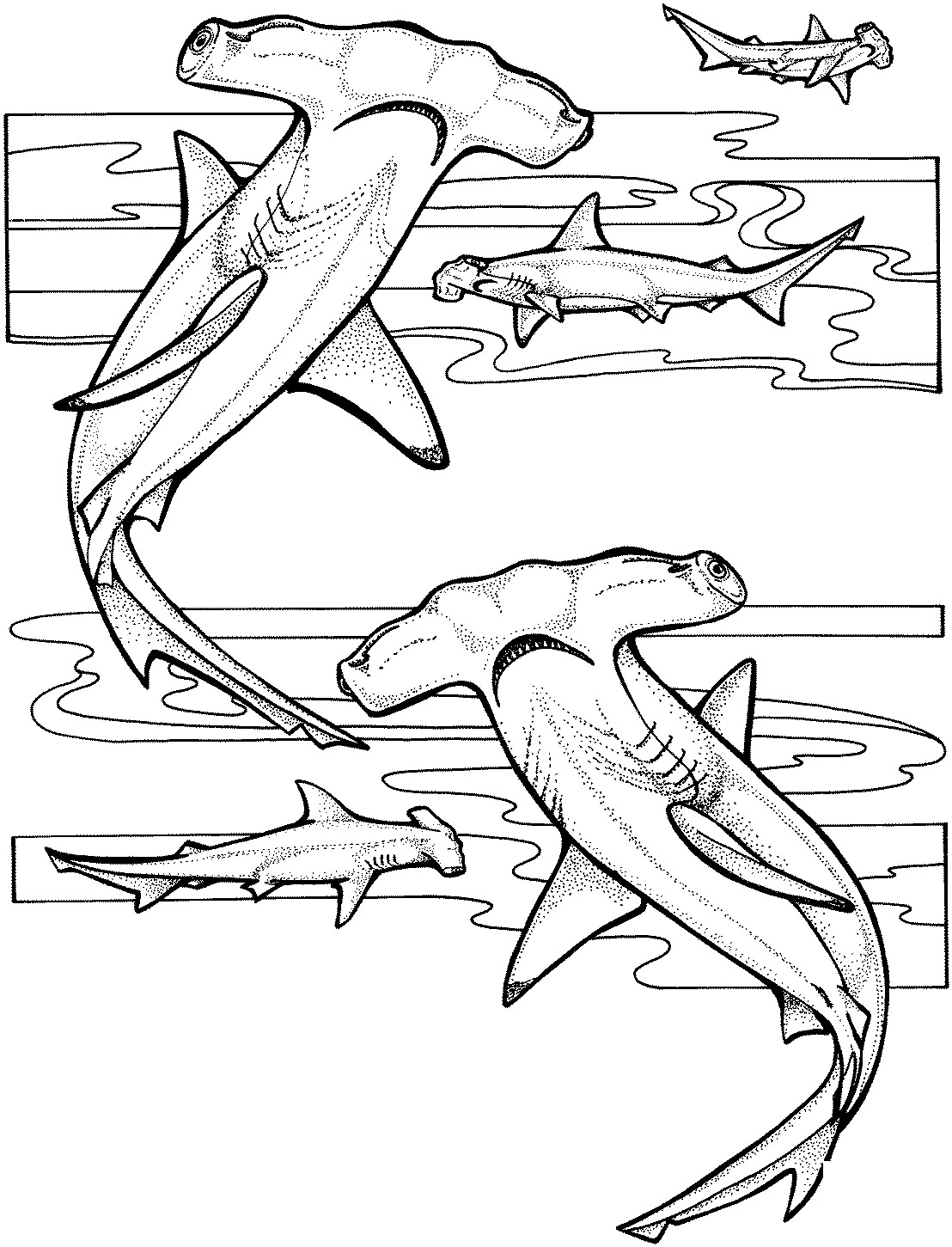 15 Disegni Squalo Martello da Colorare e Stampare